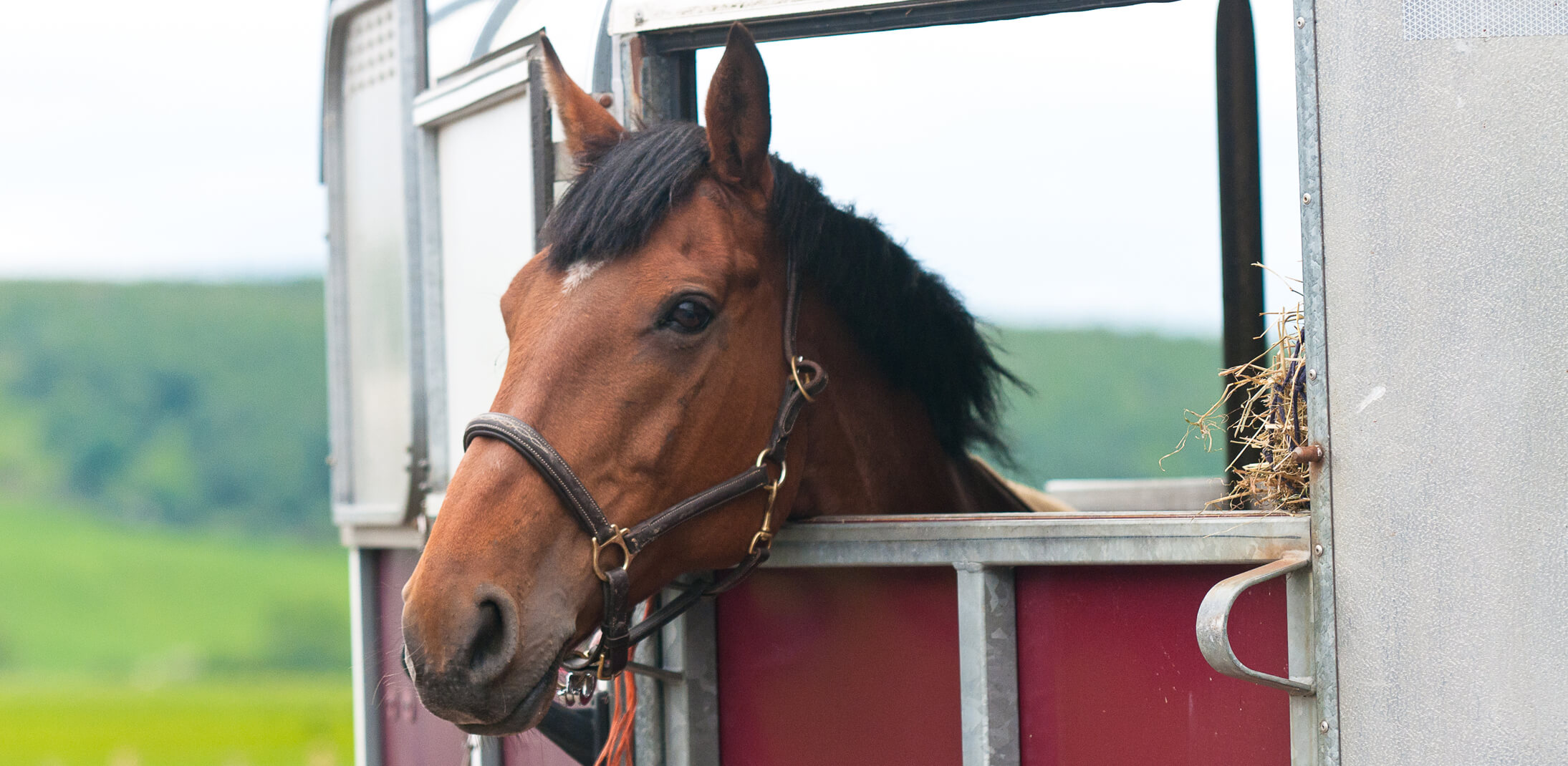 À la frontière, misez sur le bon cheval | W2C